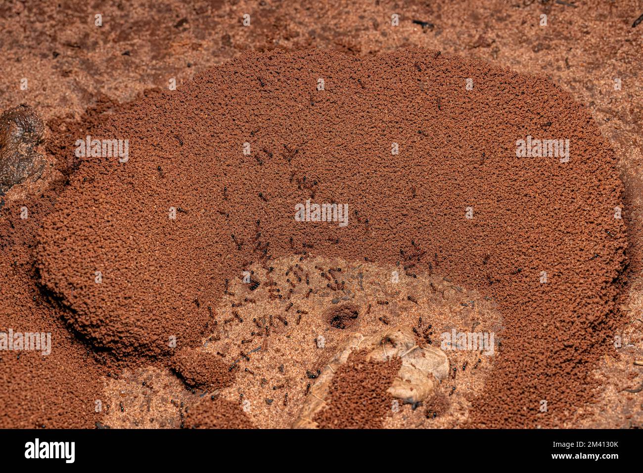 Adult Fire Ants of the Genus Solenopsis Stock Photo - Alamy