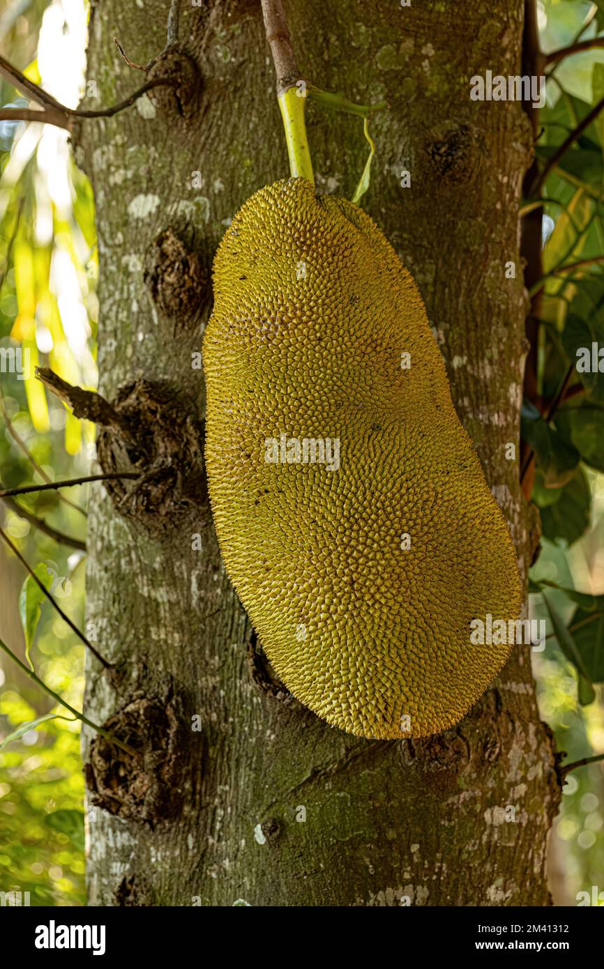 cultivated Jackfruit Tree of the Species Artocarpus heterophyllus Stock ...