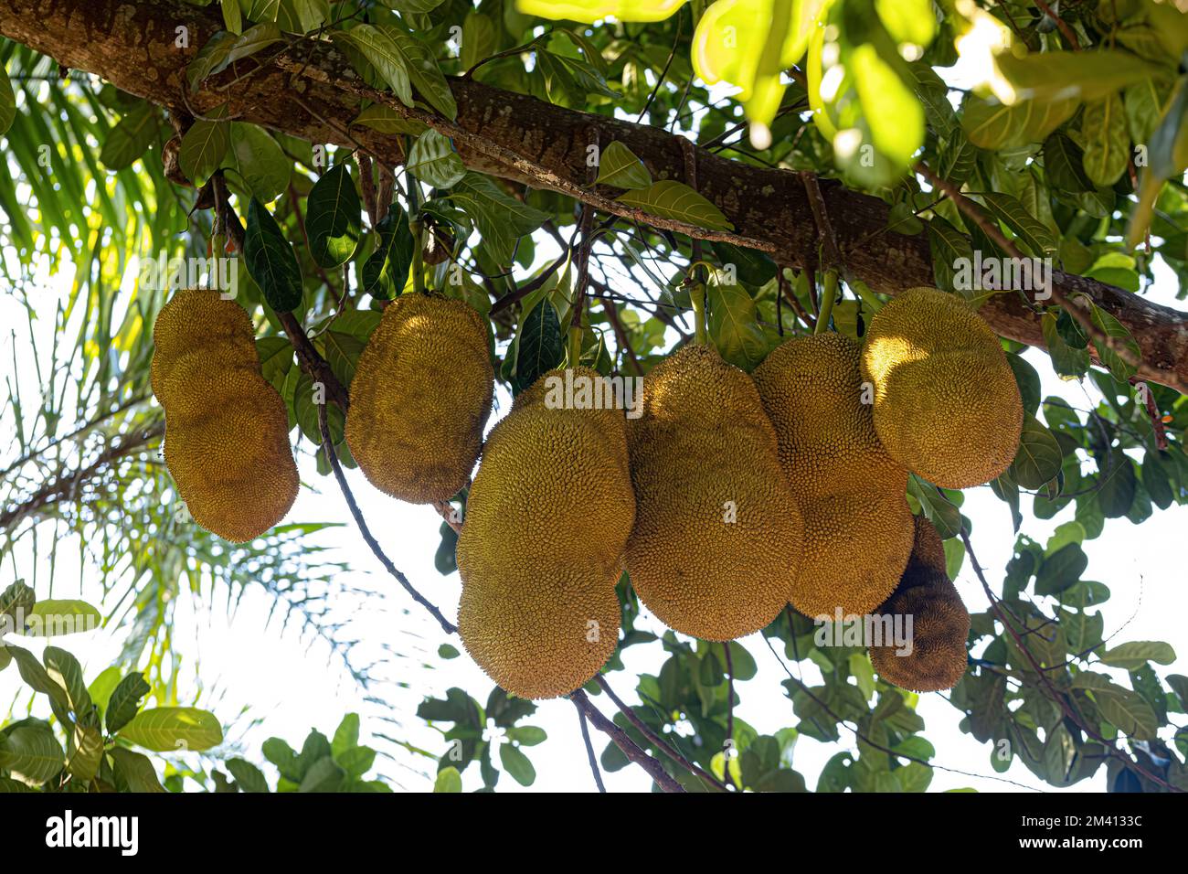 cultivated Jackfruit Tree of the Species Artocarpus heterophyllus Stock ...