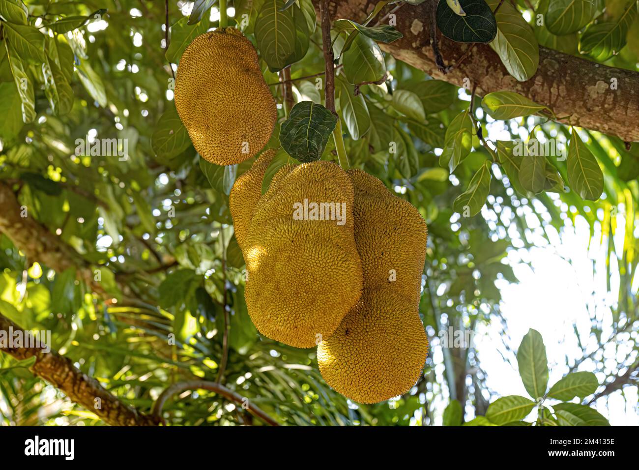 cultivated Jackfruit Tree of the Species Artocarpus heterophyllus Stock ...