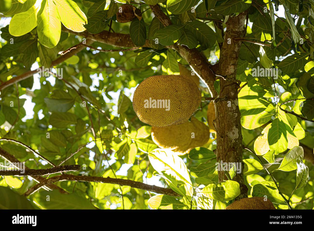 cultivated Jackfruit Tree of the Species Artocarpus heterophyllus Stock ...