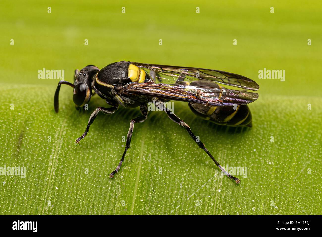 Black polybia wasp hi-res stock photography and images - Alamy