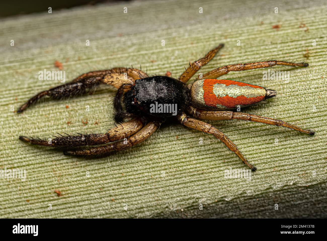 Jumping spider animal genus hi-res stock photography and images - Alamy