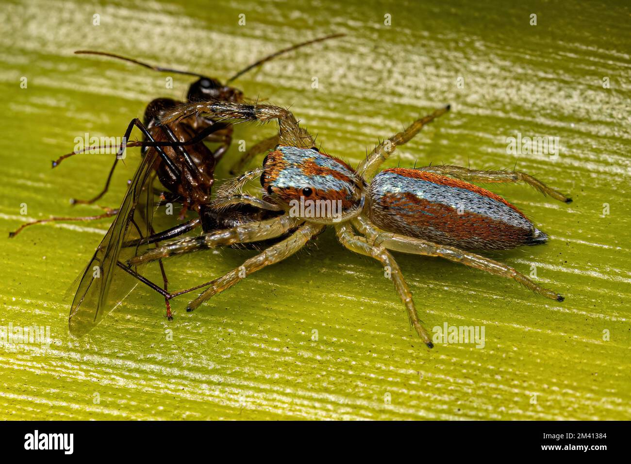 Jumping spider attacking prey hi-res stock photography and images - Alamy