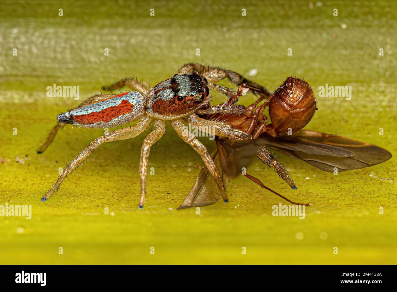 Jumping spider attacking prey hi-res stock photography and images - Alamy
