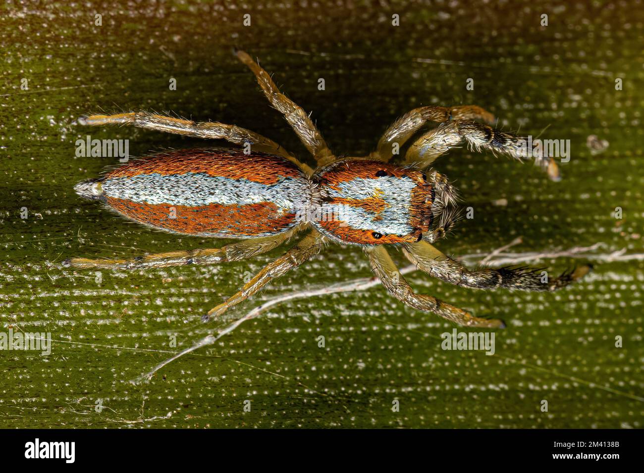 Jumping Spider Animal of the Genus Psecas Stock Photo - Alamy