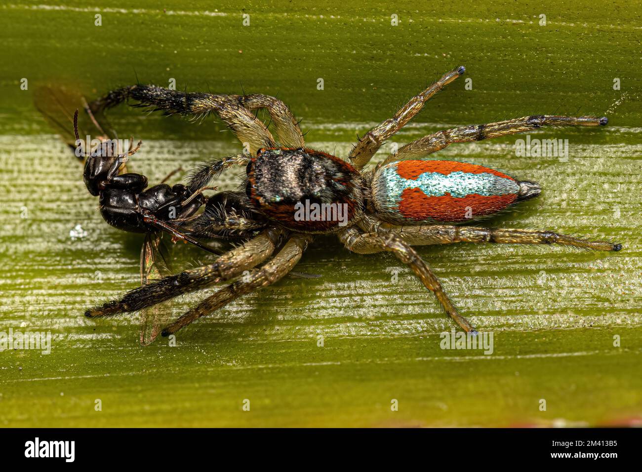 Azteca genus hi-res stock photography and images - Alamy