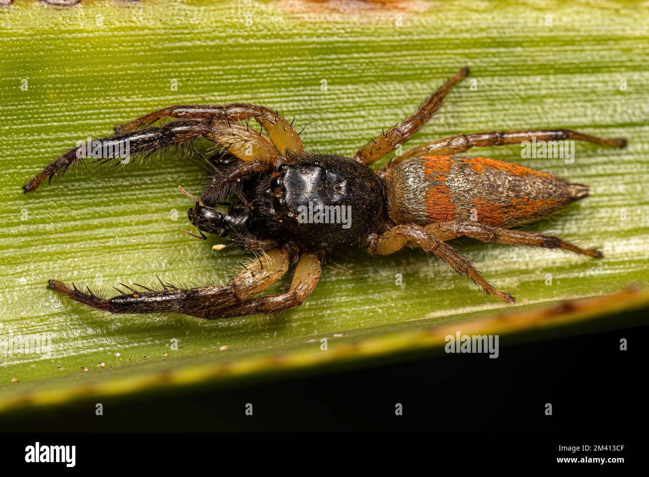 Jumping Spider Animal of the Genus Psecas Stock Photo - Alamy