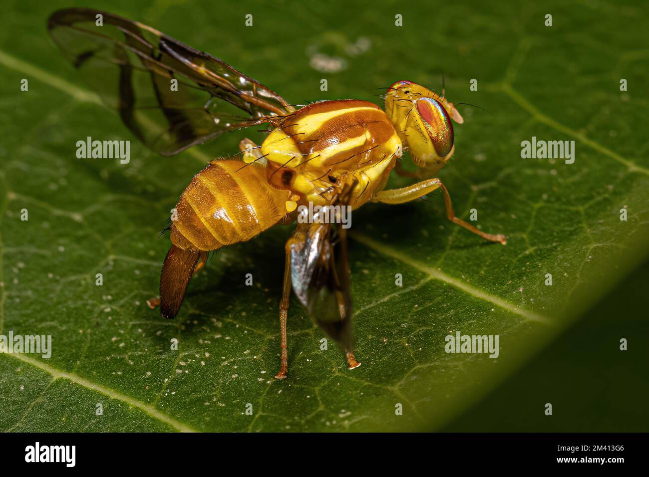 Adult Fruit Fly of the Genus Anastrepha Stock Photo - Alamy