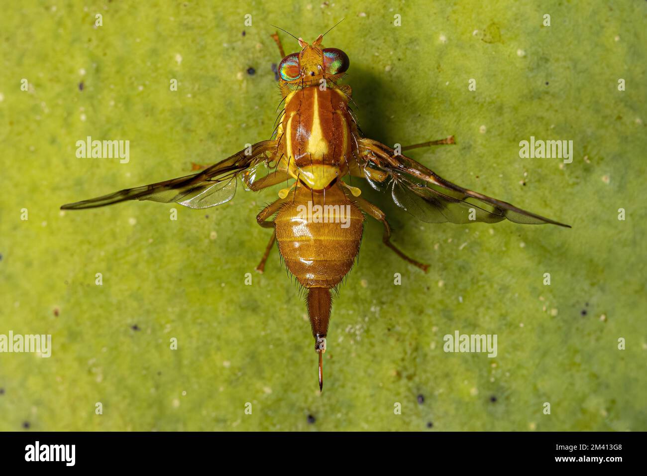 Adult Fruit Fly of the Genus Anastrepha Stock Photo - Alamy