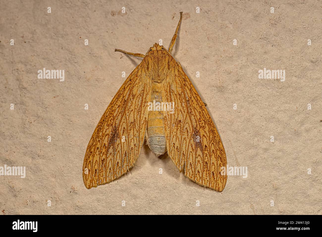 Adult Tiger Moth of the Genus Leucanopsis Stock Photo - Alamy
