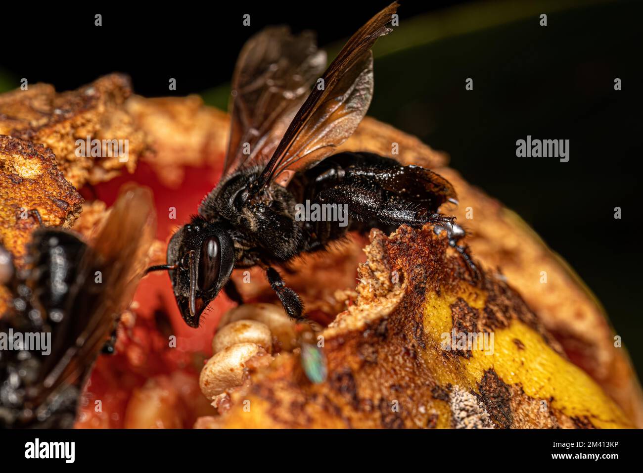 Adult Female Stingless Bee of the Genus Trigona eating guava fruit ...