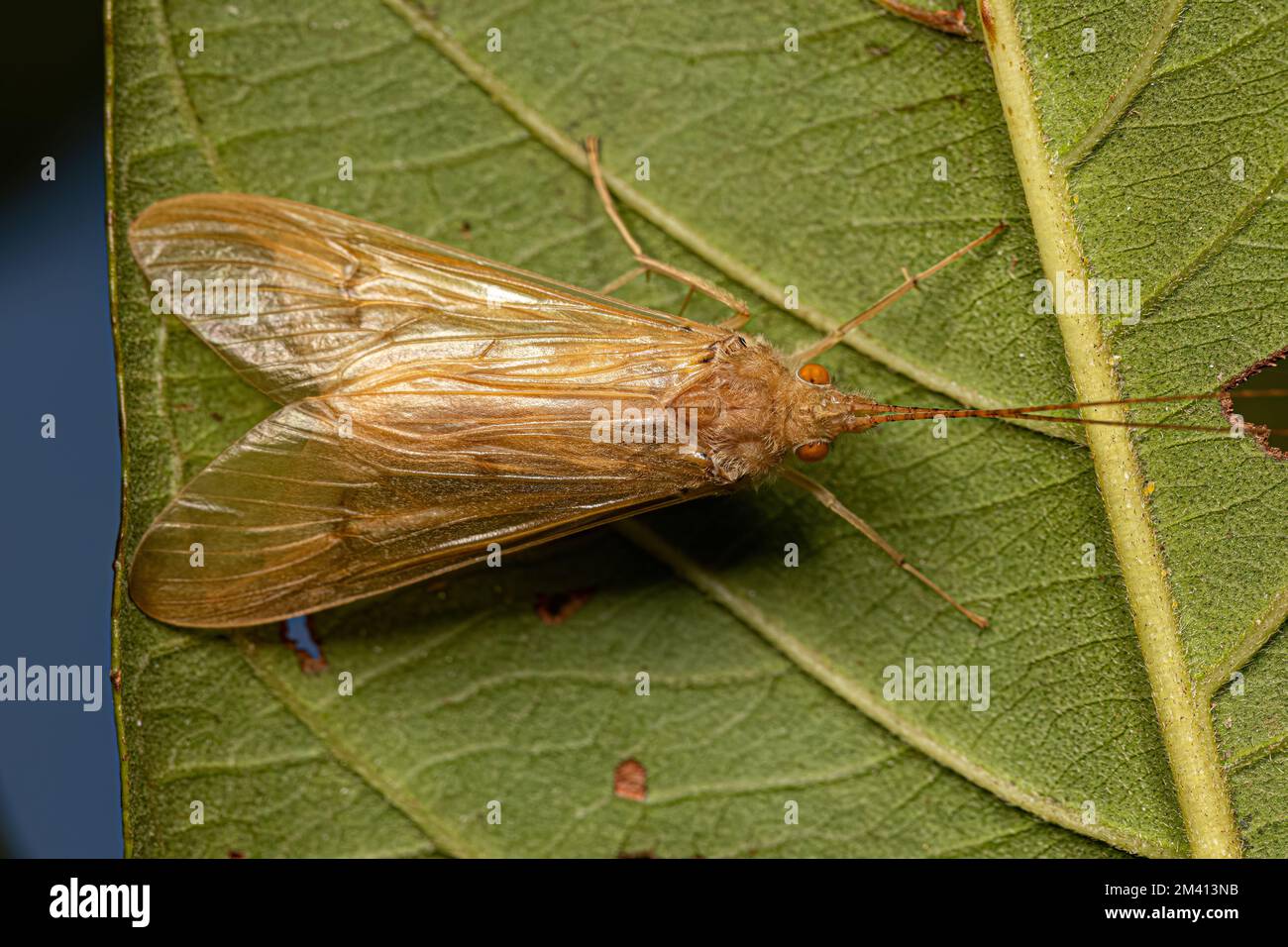 Adult Caddisfly Insect of the Genus Leptonema Stock Photo - Alamy