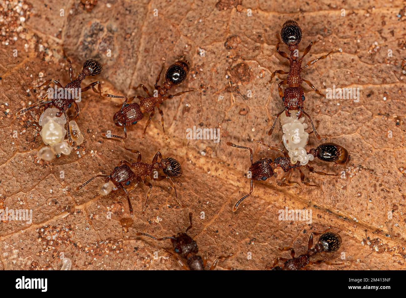 Adult Bicolored Pennant Ants of the species Tetramorium bicarinatum ...