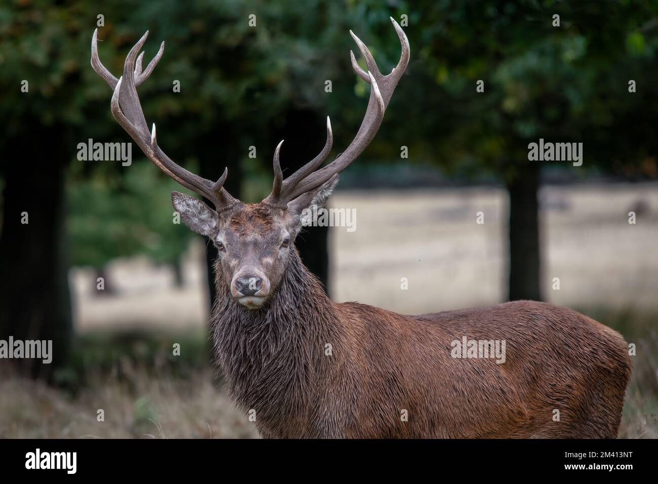 14 point antler hi-res stock photography and images - Alamy