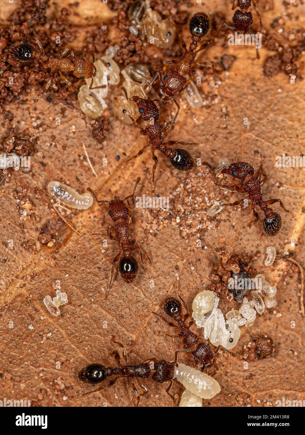 Adult Bicolored Pennant Ants of the species Tetramorium bicarinatum ...