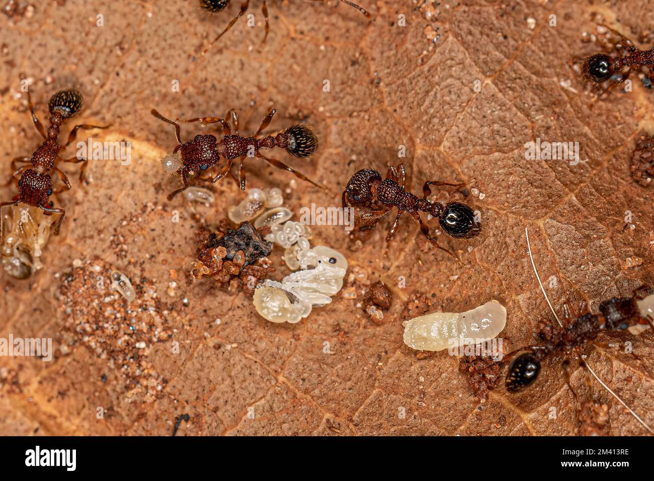 Adult Bicolored Pennant Ants of the species Tetramorium bicarinatum ...
