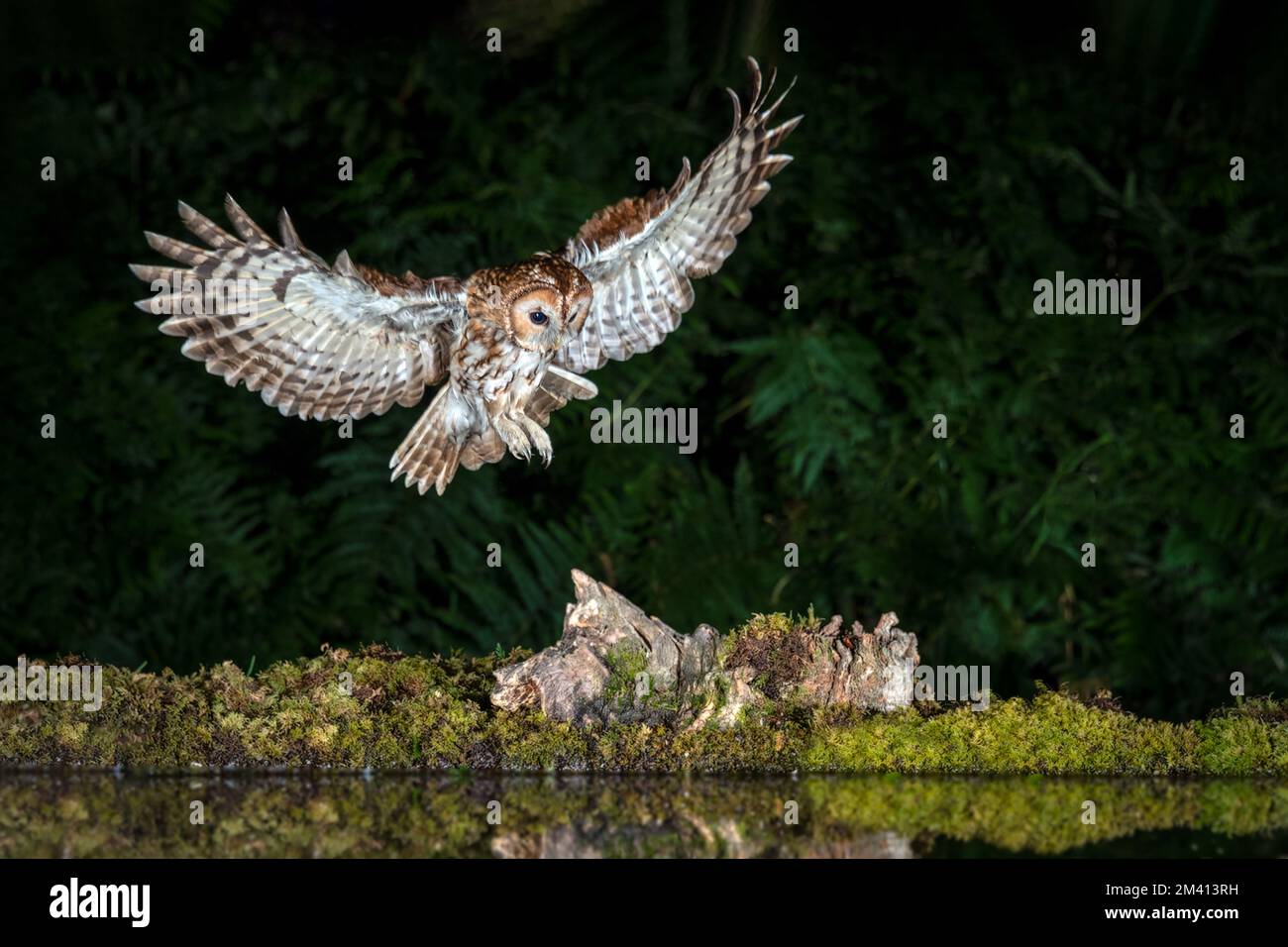 Tawny owl flying hi-res stock photography and images - Alamy