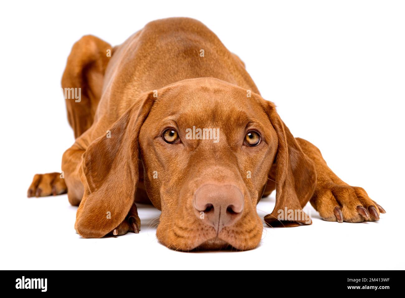 Beautiful hungarian vizsla dog full body studio portrait. Dog lying ...