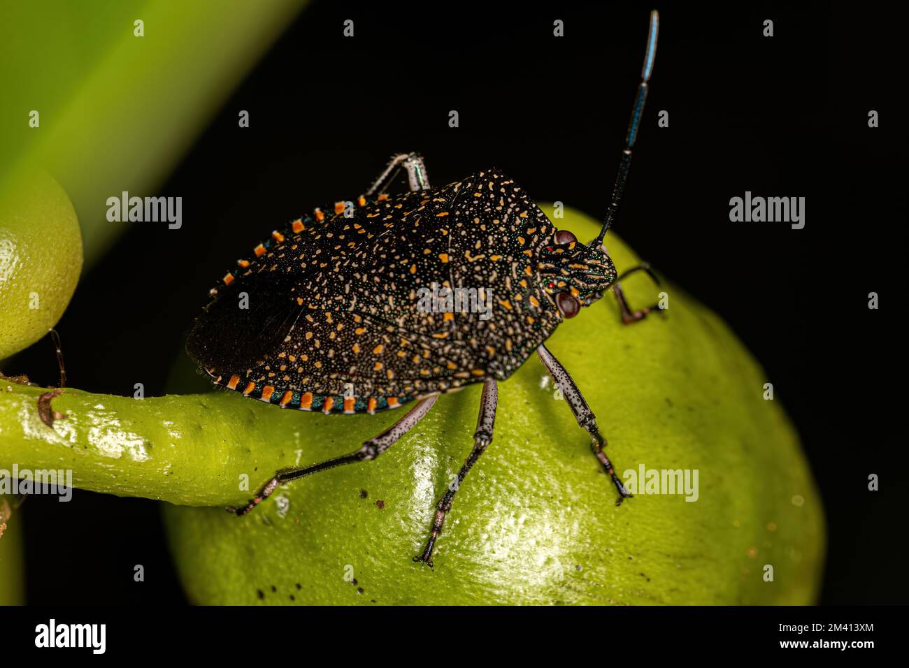 Adult Stink Bug of the species Pellaea stictica Stock Photo - Alamy