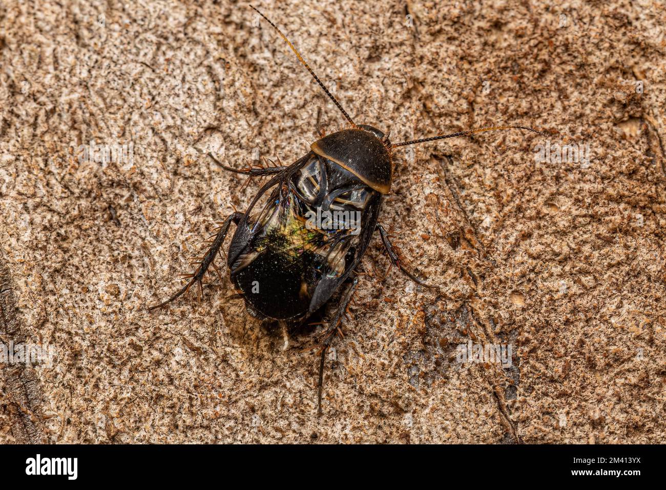 Adult cockroaches hi-res stock photography and images - Alamy
