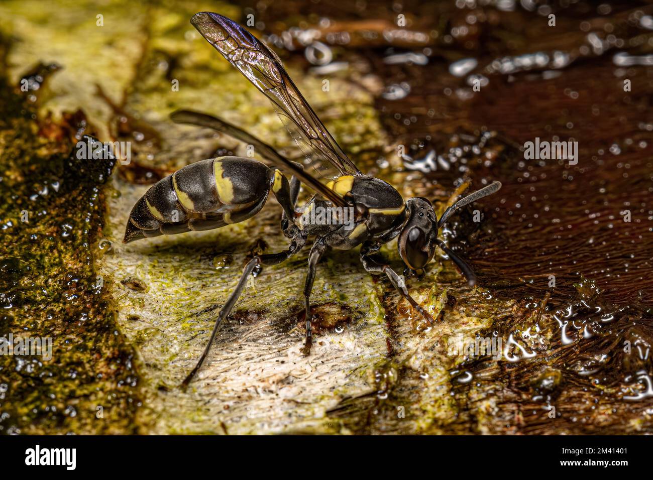 Adult Long-waisted Honey Wasp of the Subgenus Myrapetra Stock Photo - Alamy