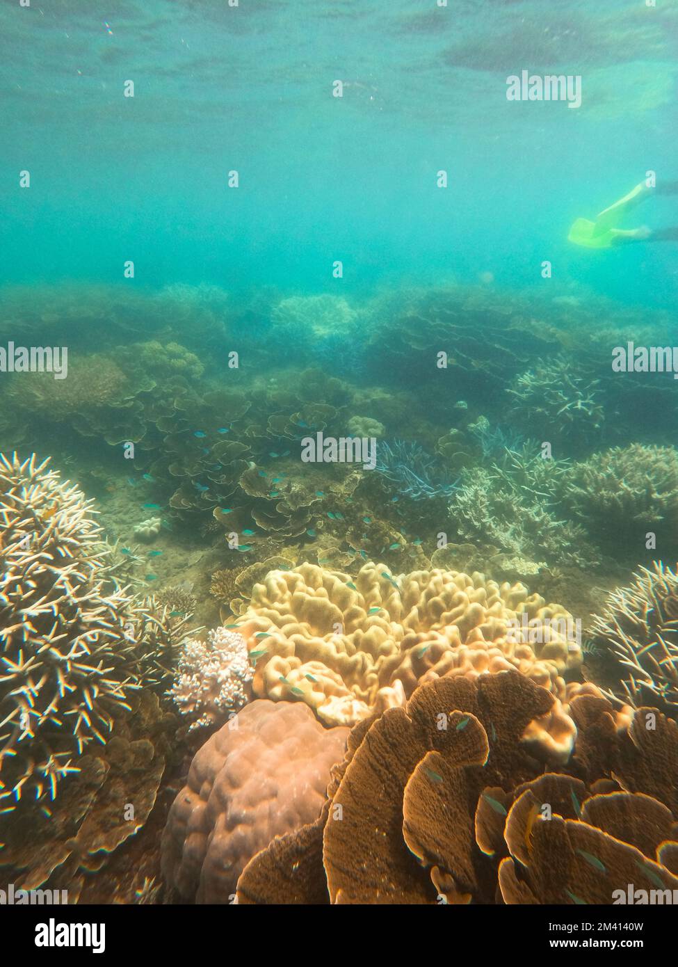 A vertical shot of coral reefs branching corals underwater of ...