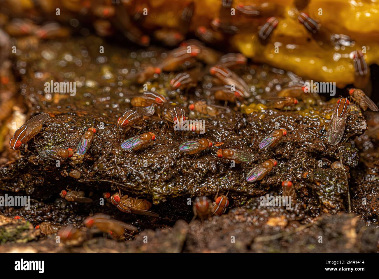 Adult African Fig Flies of the species Zaprionus indianus Stock Photo ...