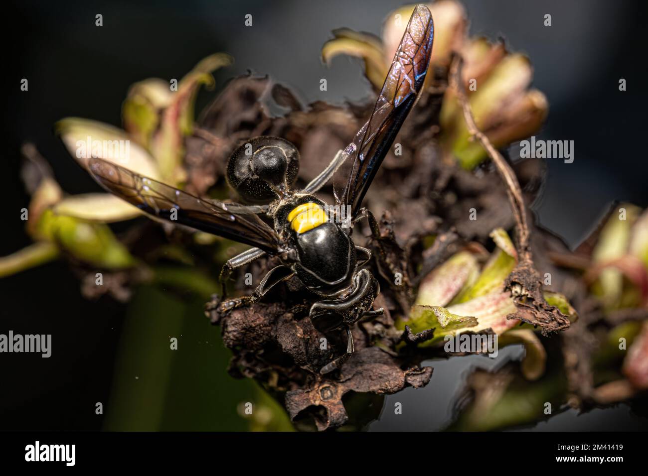 Black polybia wasp hi-res stock photography and images - Alamy