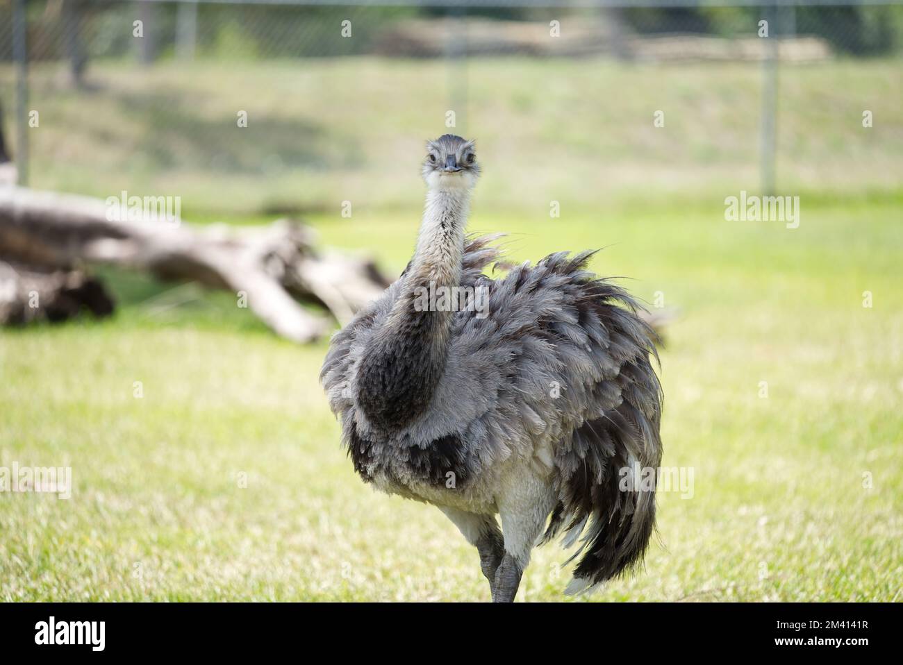 An American greater rhea bird walking on the green grass in its ...