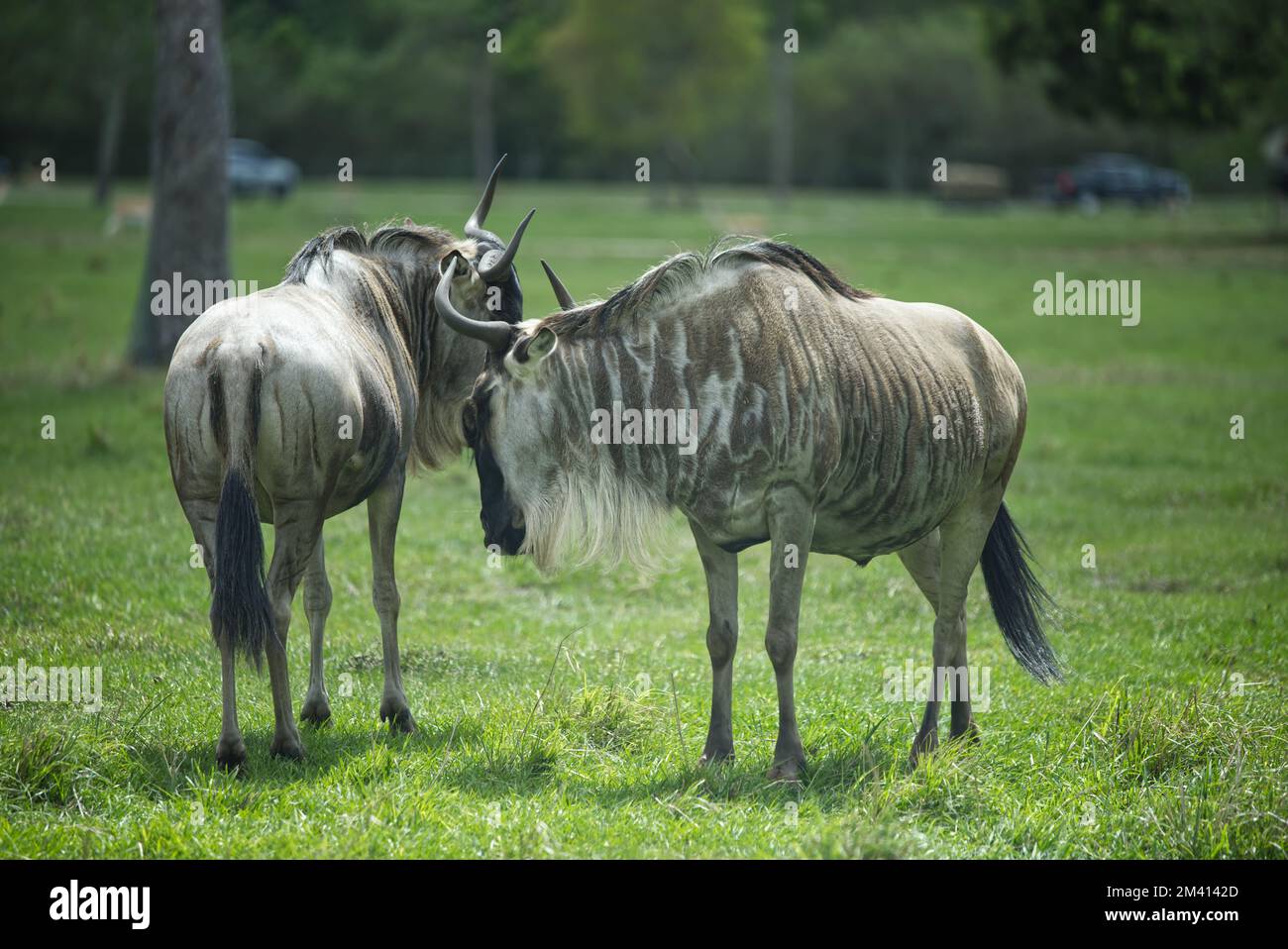 Two of blue wildebeests standing on the green grass in their enclosure ...