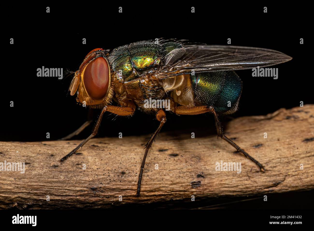 Housefly family hi-res stock photography and images - Alamy