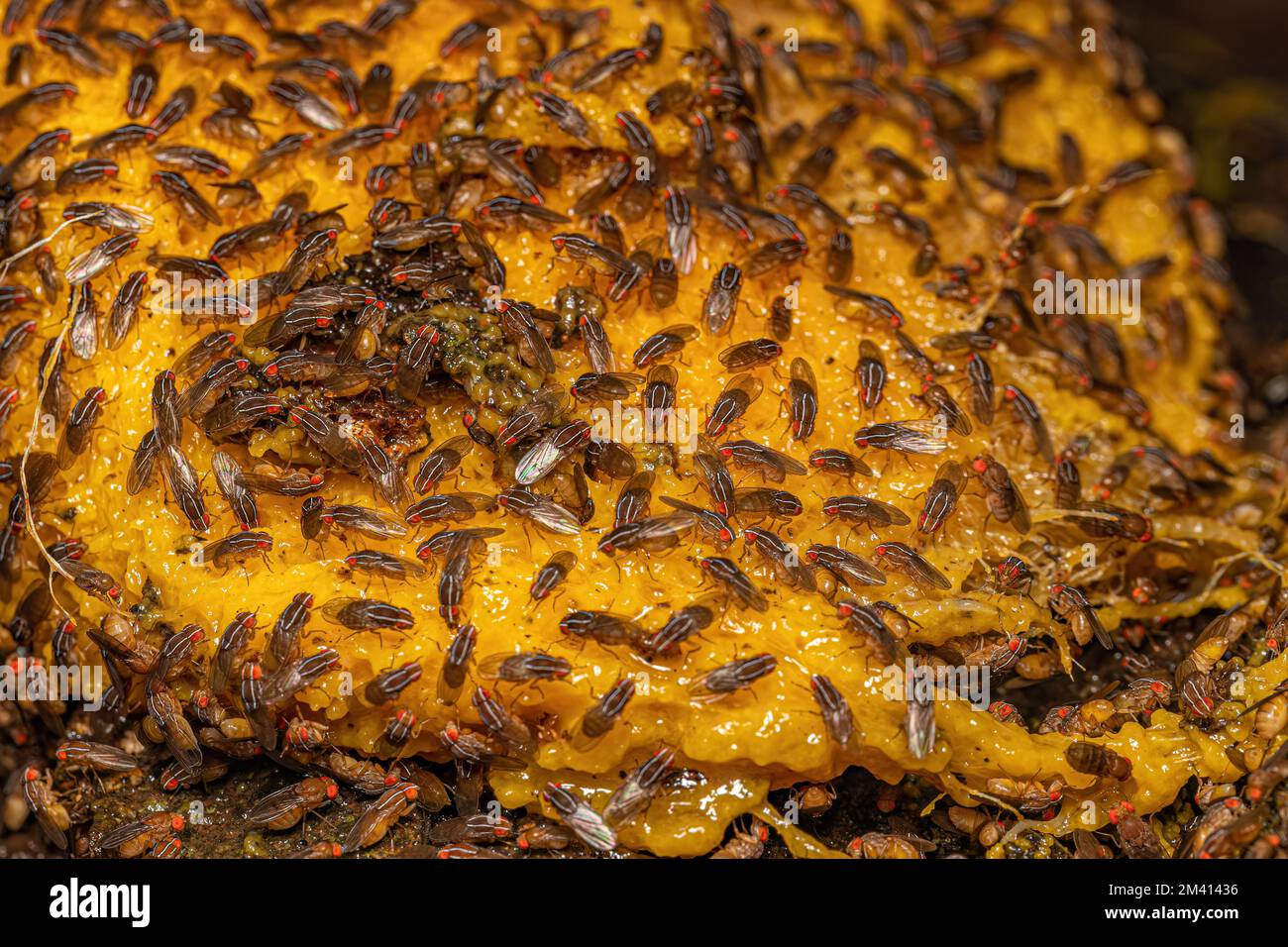 Adult African Fig Flies of the species Zaprionus indianus Stock Photo ...