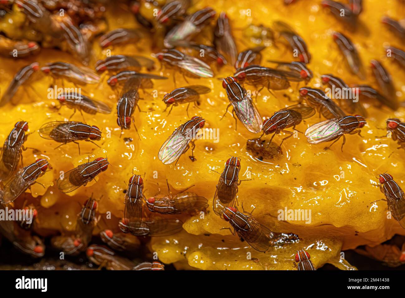 Adult African Fig Flies of the species Zaprionus indianus Stock Photo ...