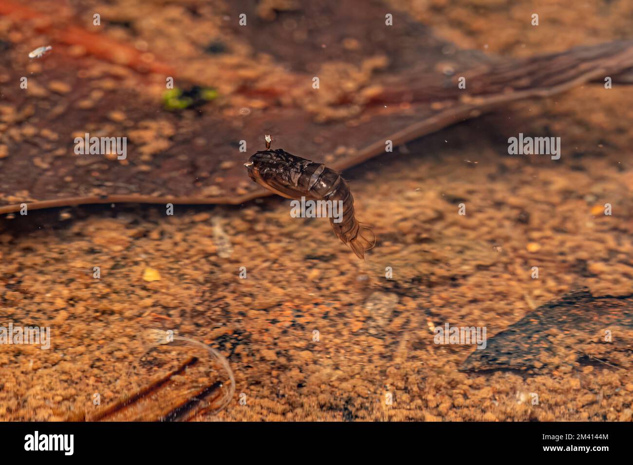 Culicine Mosquito Insect Larva of the Subfamily Culicinae Stock Photo ...