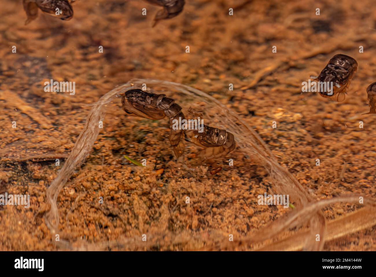 Culicine Mosquito Insect Larva of the Subfamily Culicinae Stock Photo ...