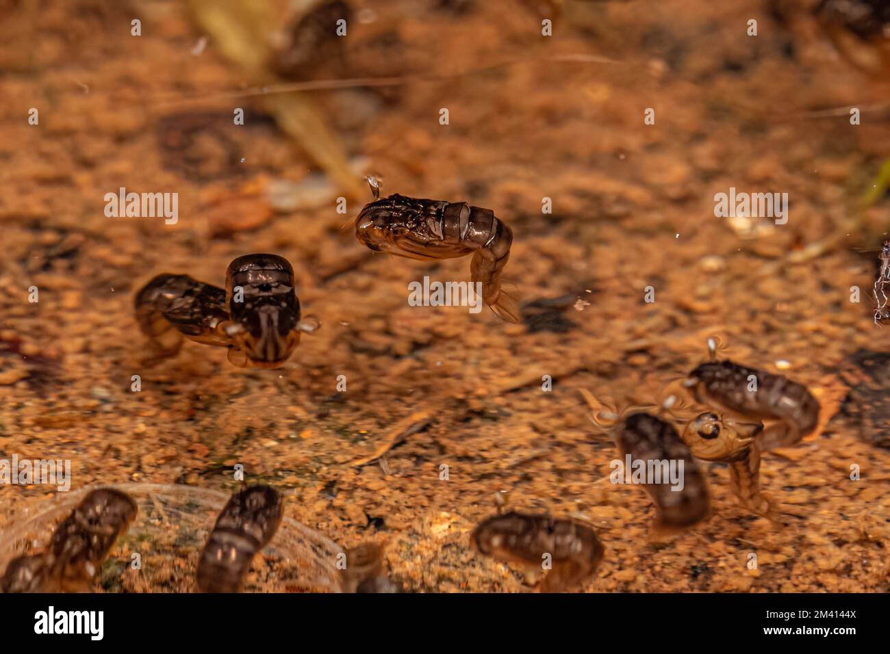 Male mosquito larva hi-res stock photography and images - Alamy