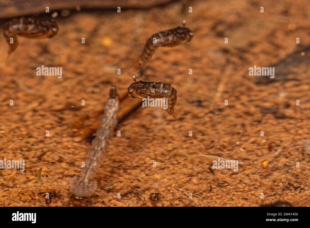 Male mosquito larva hi-res stock photography and images - Alamy