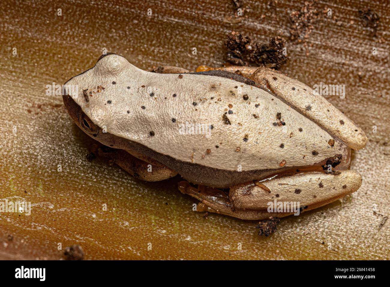 White Tree Frog of the Genus Dendropsophus Stock Photo - Alamy