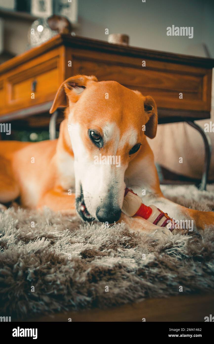 A vertical shot of adorable Whippet dog chewing on a toy lying on a ...