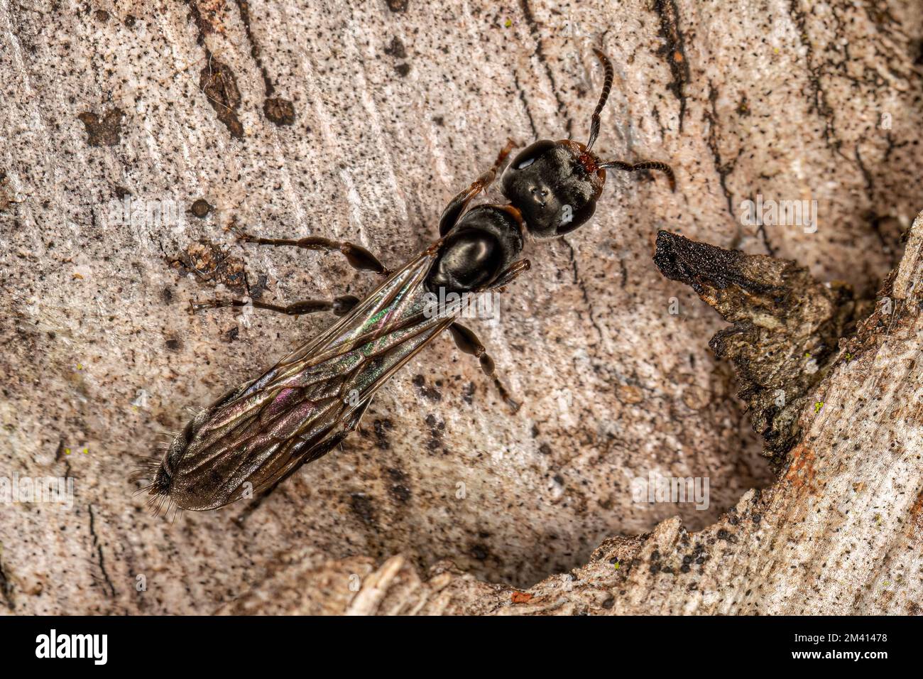 Adult Twig Queen Ant of the Genus Pseudomyrmex Stock Photo - Alamy