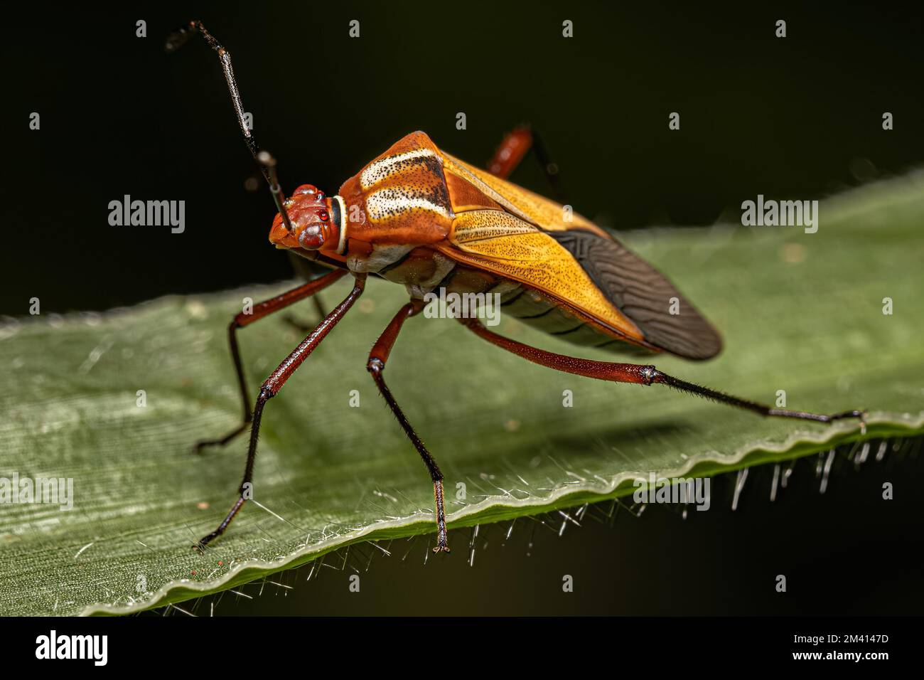 Adult Leaf-footed Bug of the Species Hypselonotus interruptus Stock ...