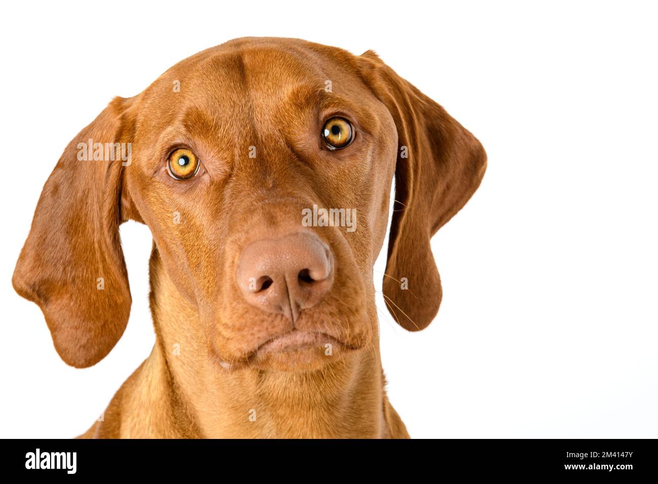 Cute hungarian vizsla dog front view studio portrait. Dog looking at ...