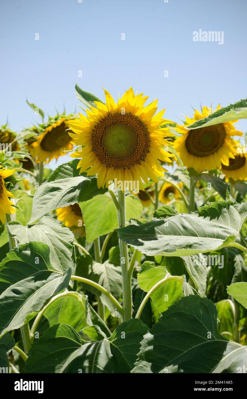 A vertical shot of sunflowers growing in a field on a sunny day Stock ...