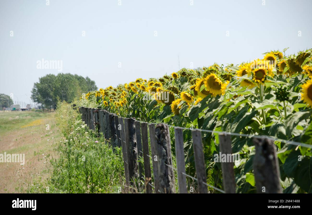 A scenic view of sunflowers growing in a field behind a fence on a ...