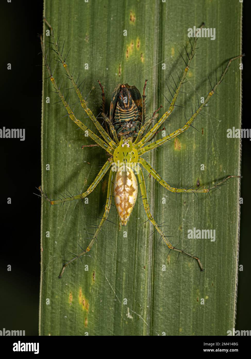 Adult Female Nursery Web Spider of the species Architis spinipes preying on an adult Typical ...