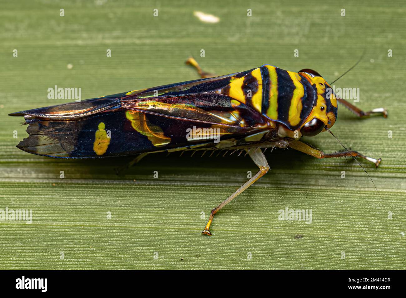 Adult Typical Leafhopper of the genus Dilobopterus Stock Photo - Alamy