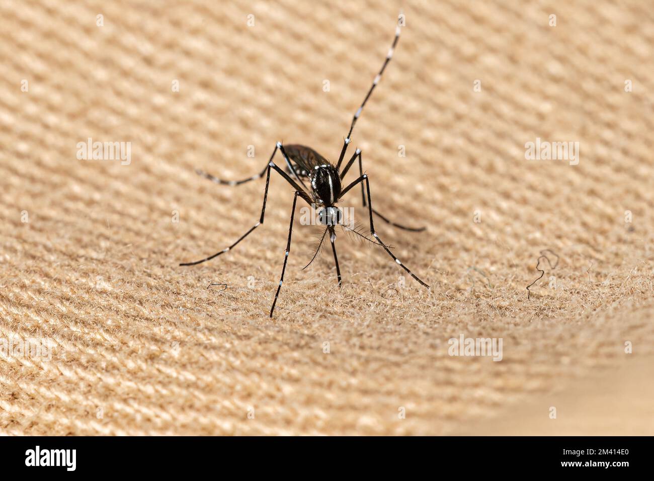 Adult Asian Tiger Mosquito of the species Aedes albopictus Stock Photo ...