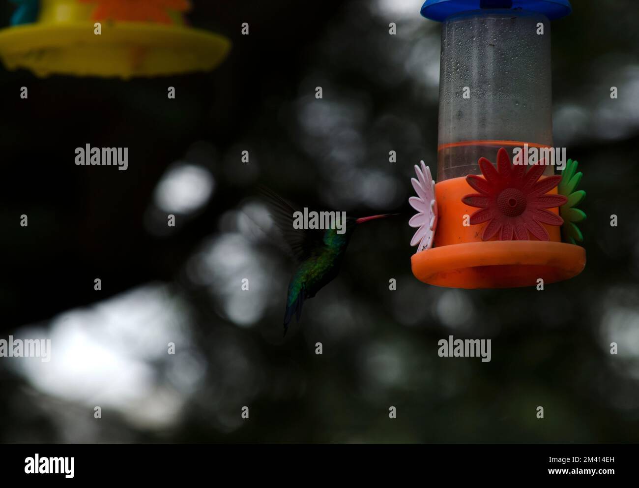 A closeup of a hummingbird drinking water from a drinking fountain ...