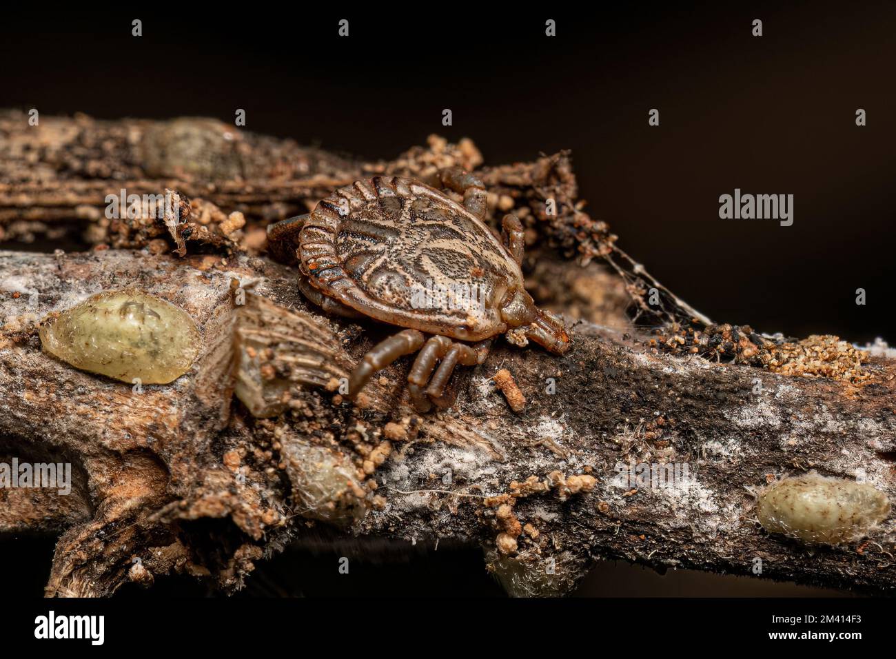 Male Adult Cayenne Tick of the genus Amblyomma Stock Photo - Alamy